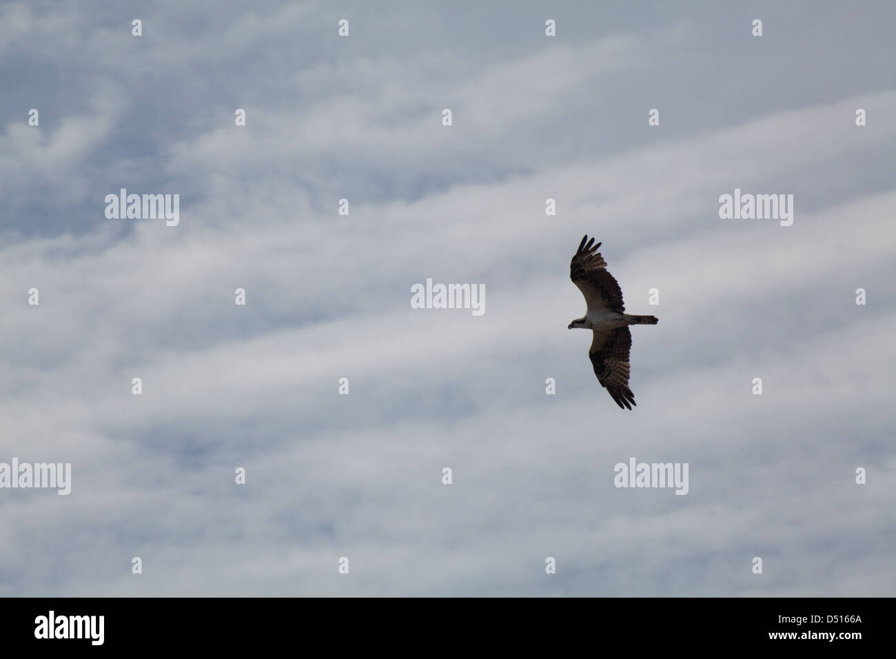 Osprey flying over water hi-res stock photography and images - Alamy