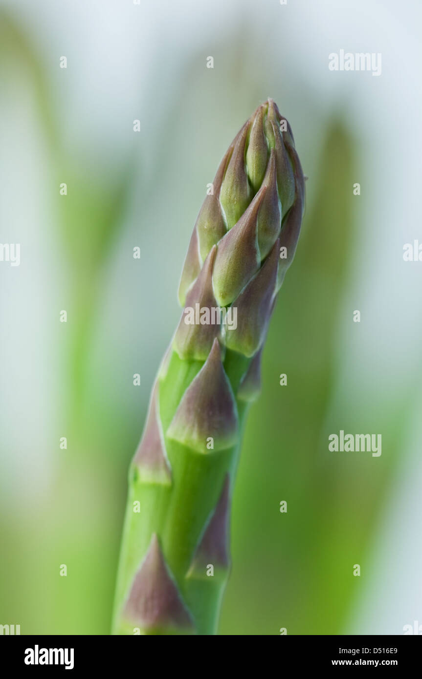 Asparagus stalk hi-res stock photography and images - Alamy