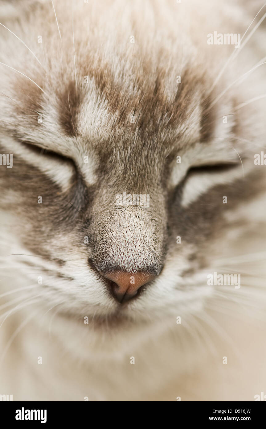 sad gray cat face close up Stock Photo - Alamy