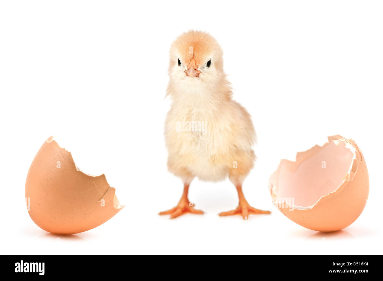 small chicken isolated on white Stock Photo - Alamy