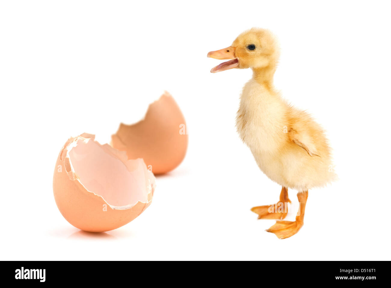 small chicken isolated on white Stock Photo - Alamy