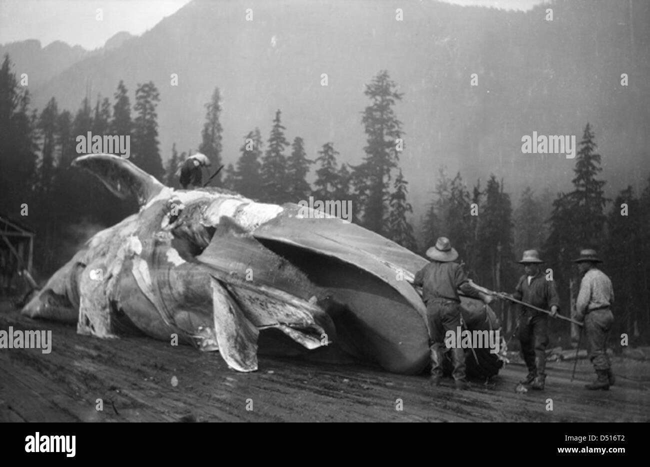 A close-up photograph of a whale's head, likely taken at Naden Harbour ...