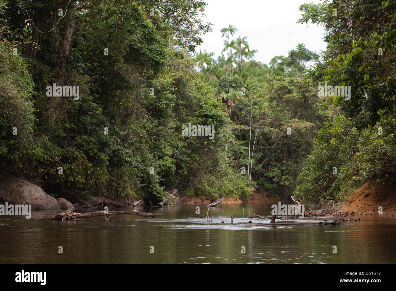 River Rupununi. Karanambu. North Rupununi. Habitat for Giant Otters ...