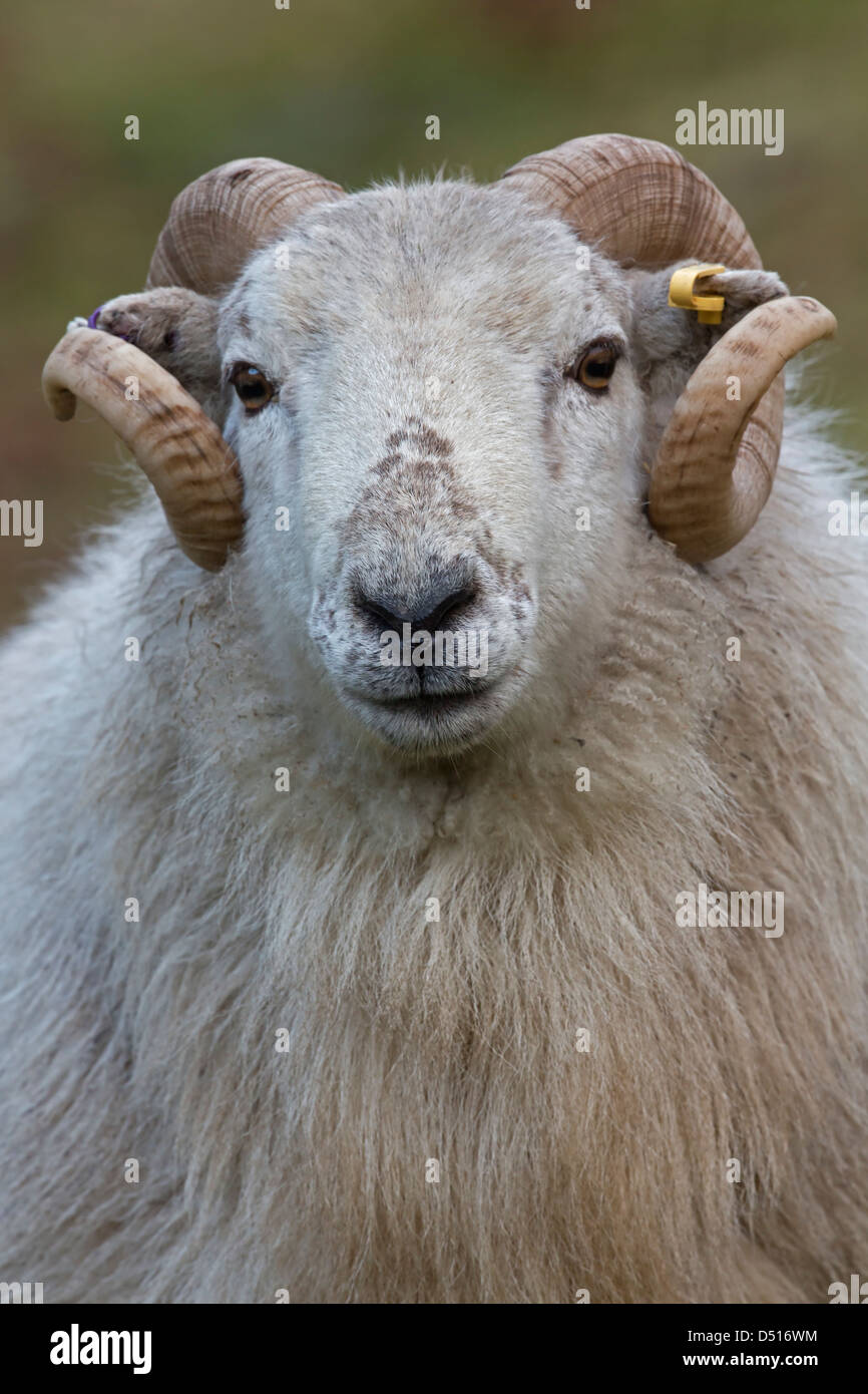 Welsh mountain sheep hi-res stock photography and images - Alamy
