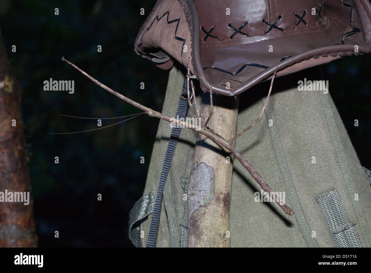 Guyana insects hi-res stock photography and images - Alamy