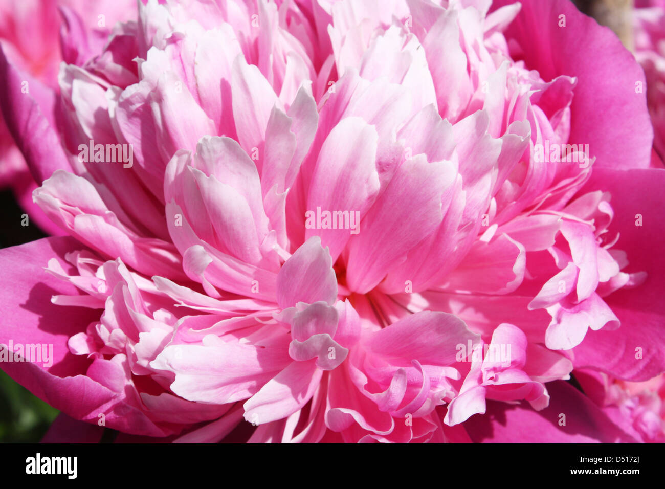 Pink peony flower Stock Photo - Alamy