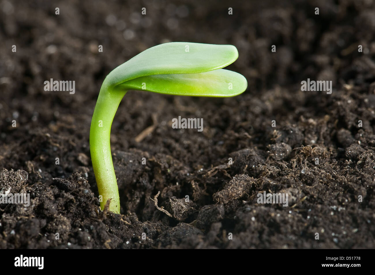 Single plant hi-res stock photography and images - Alamy