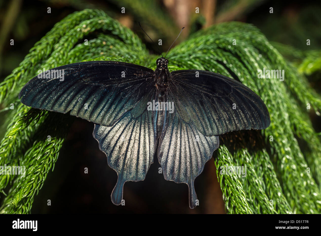 The Great Mormon (Papilio memnon) is a large butterfly that belongs to ...