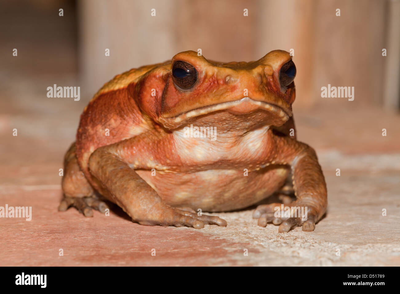 Smooth-sided or Spotted Toad Rhaebo (Bufo) guttatus Stock Photo - Alamy
