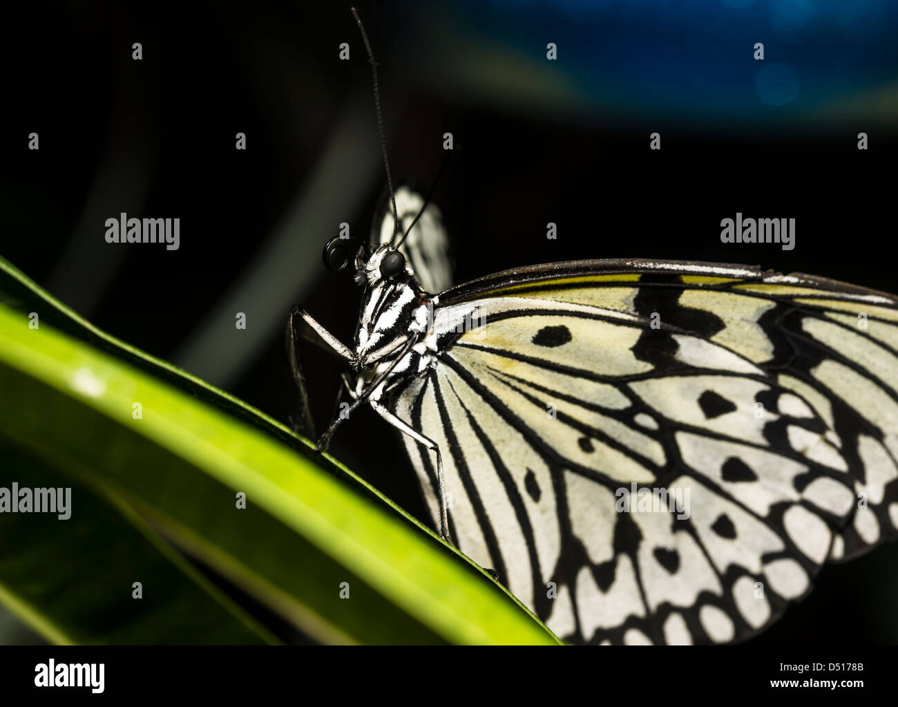 Idea malabarica tree nymph butterfly hi-res stock photography and ...