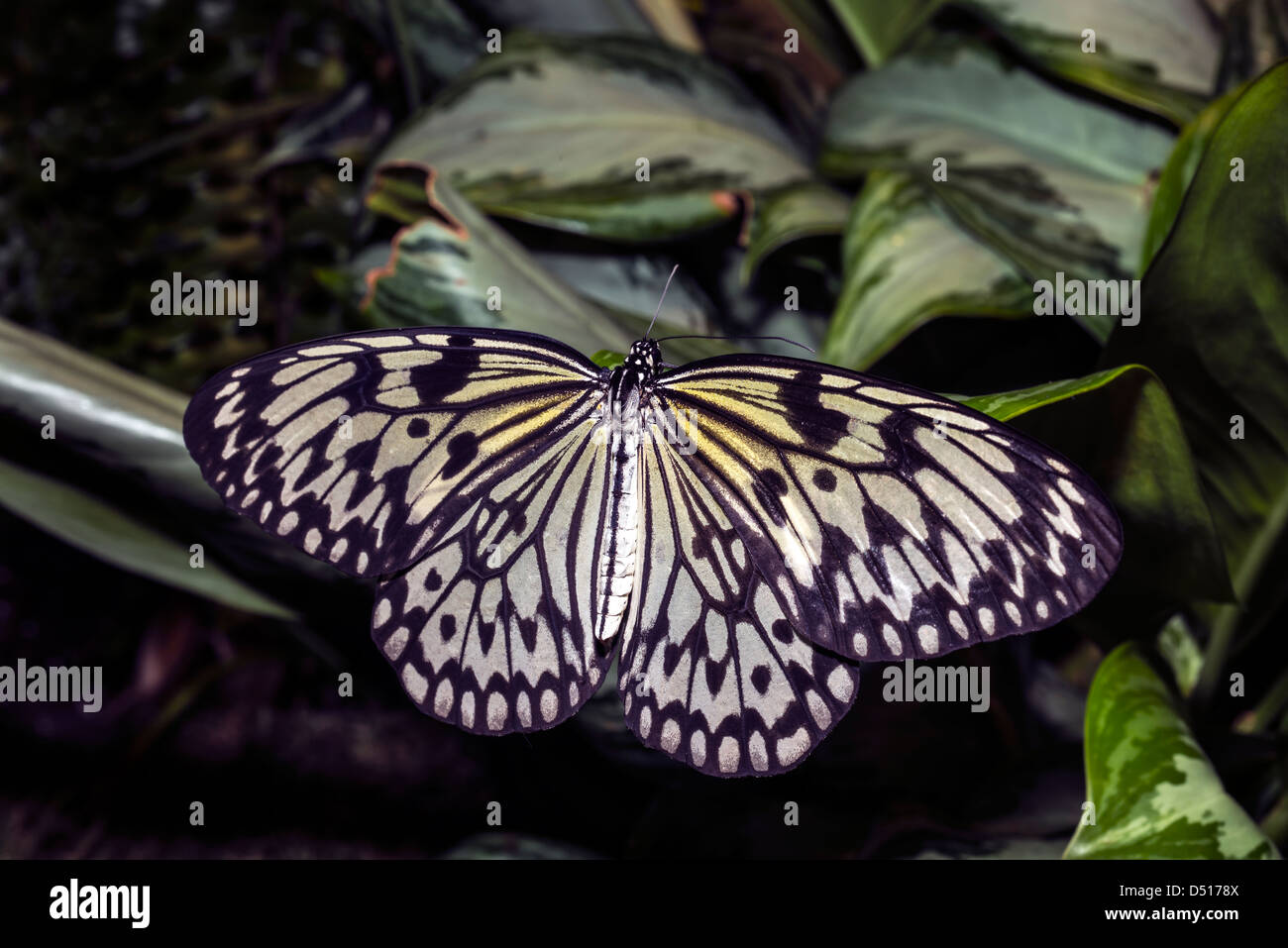 The Malabar Tree-nymph or Malabar Tree Nymph (Idea malabarica) is a ...