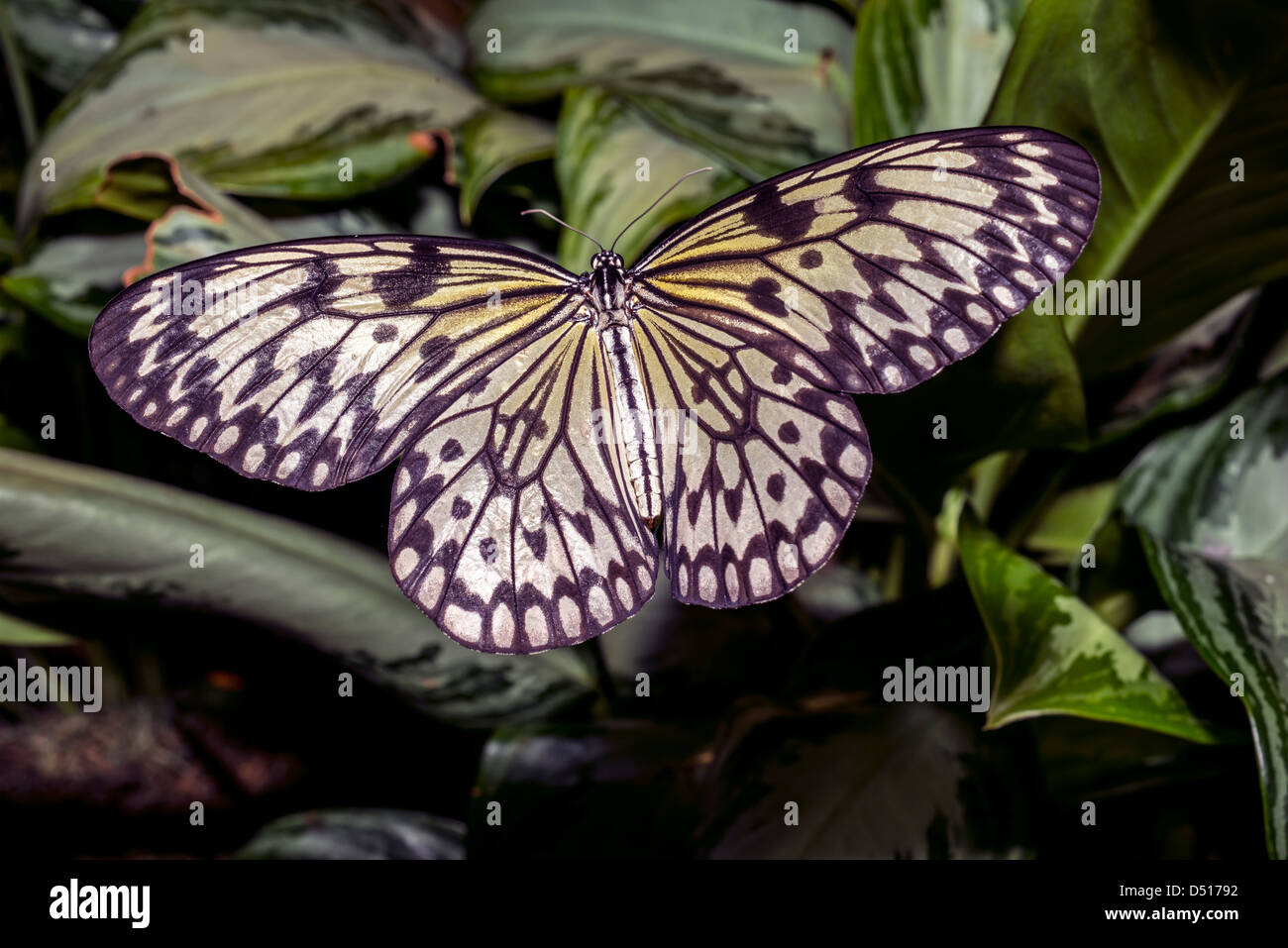 Malabar tree nymph butterfly hi-res stock photography and images - Alamy