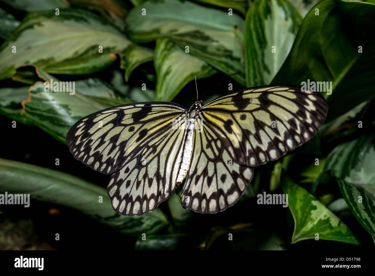Malabar tree hi-res stock photography and images - Alamy