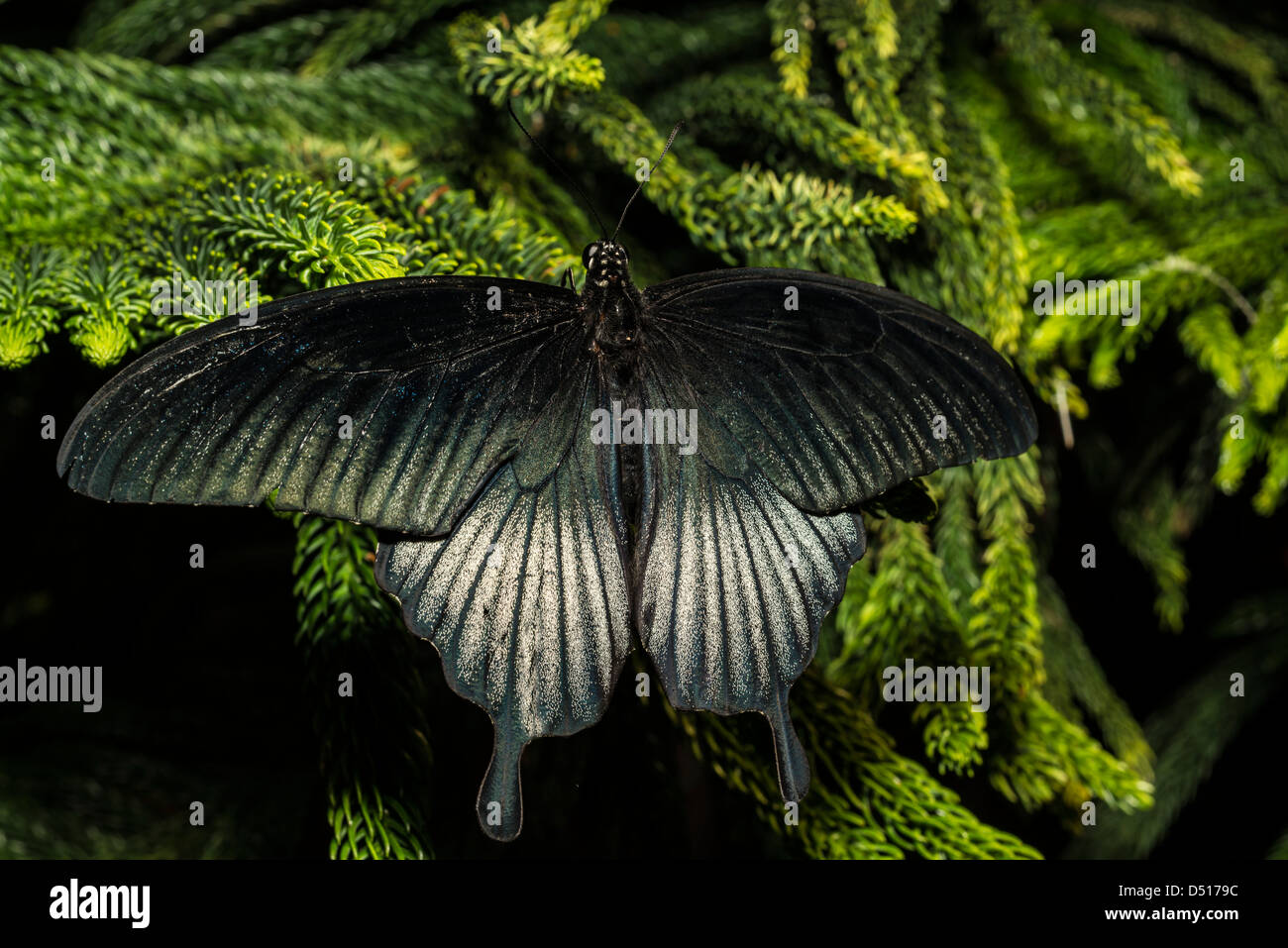 Black great mormon butterfly hi-res stock photography and images - Alamy