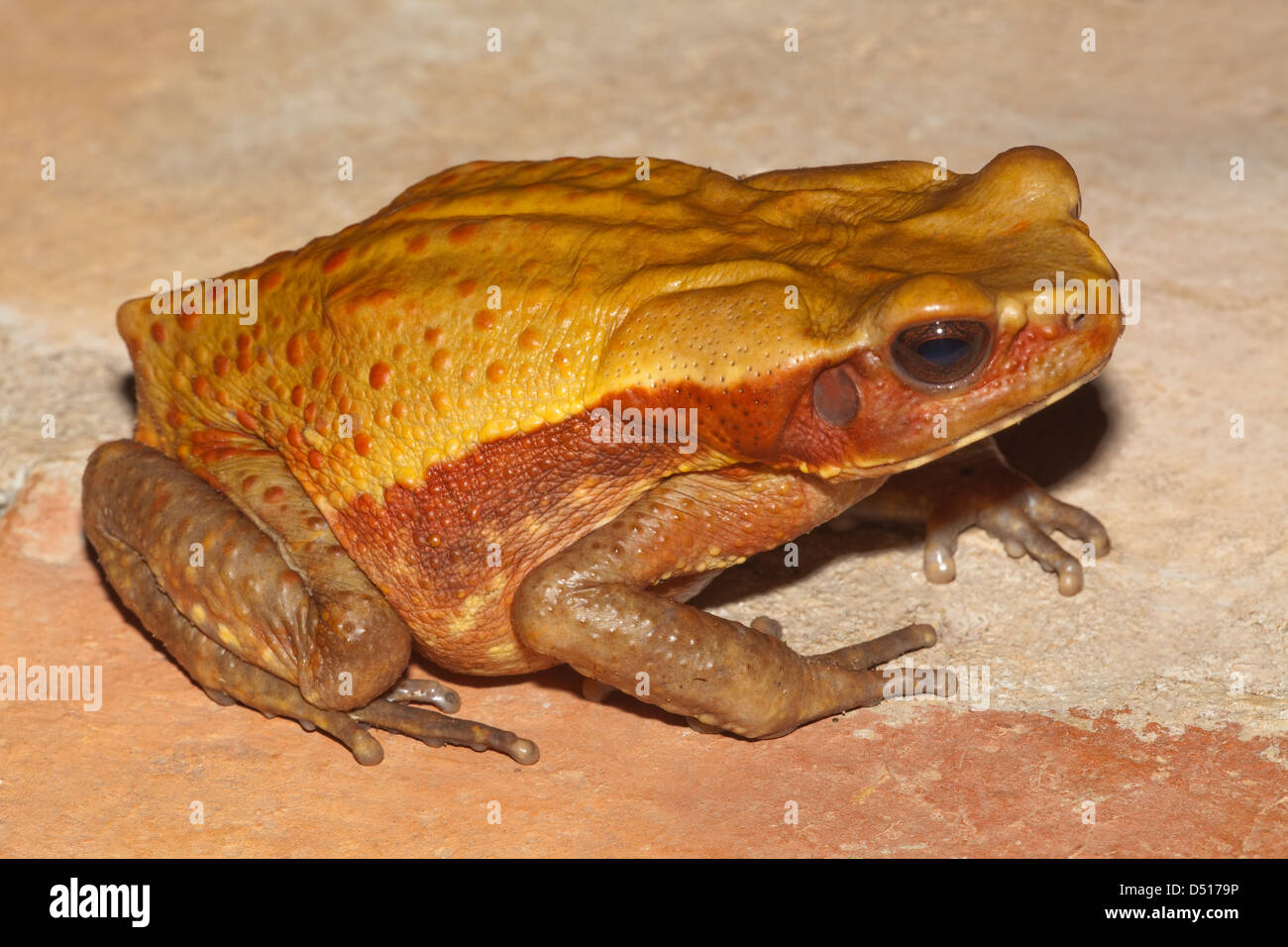 Smooth sided toad bufo guttatus hi-res stock photography and images - Alamy