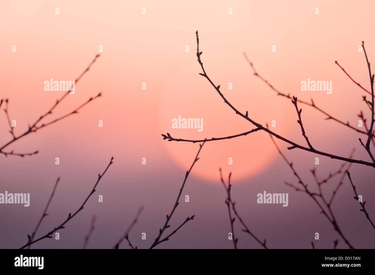 beautiful japan sunset and sakura twigs Stock Photo - Alamy