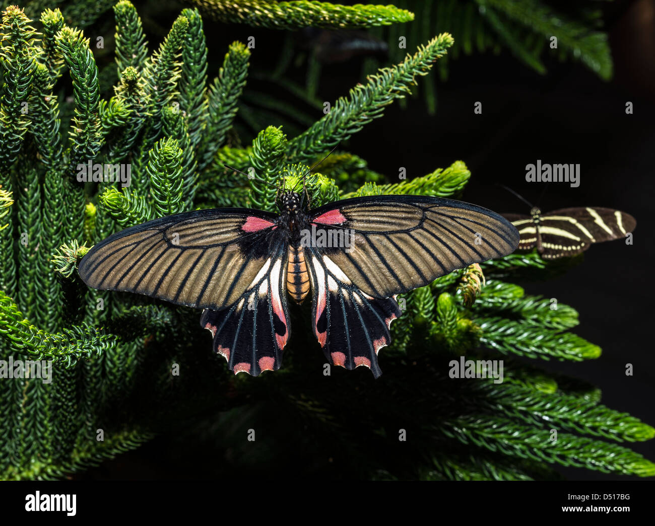Female great mormon butterfly hi-res stock photography and images - Alamy