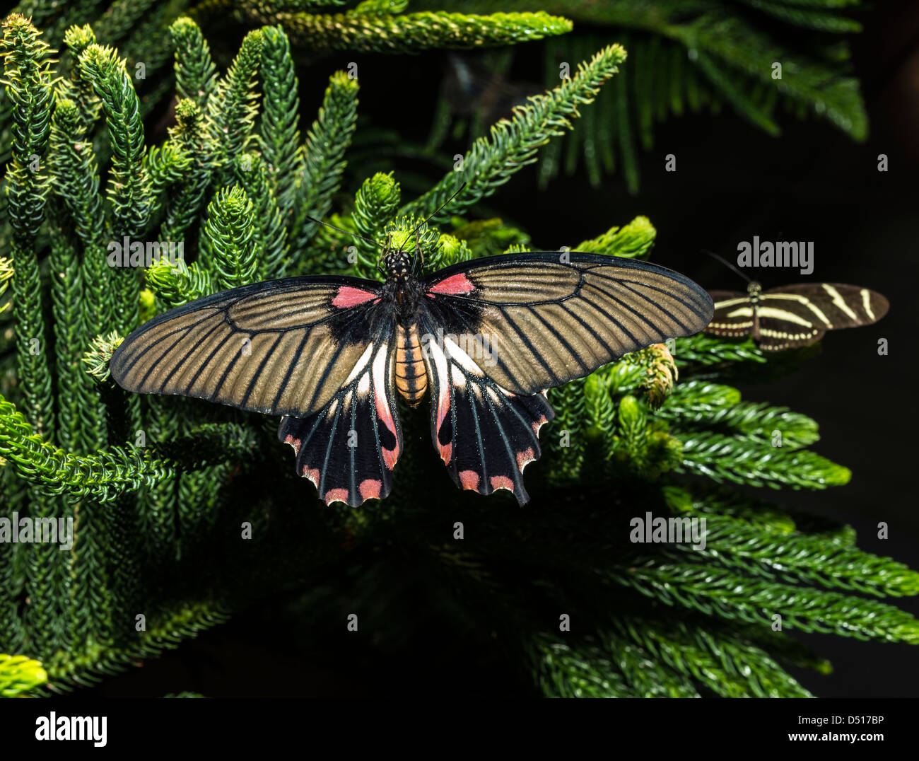 Female great mormon butterfly hi-res stock photography and images - Alamy