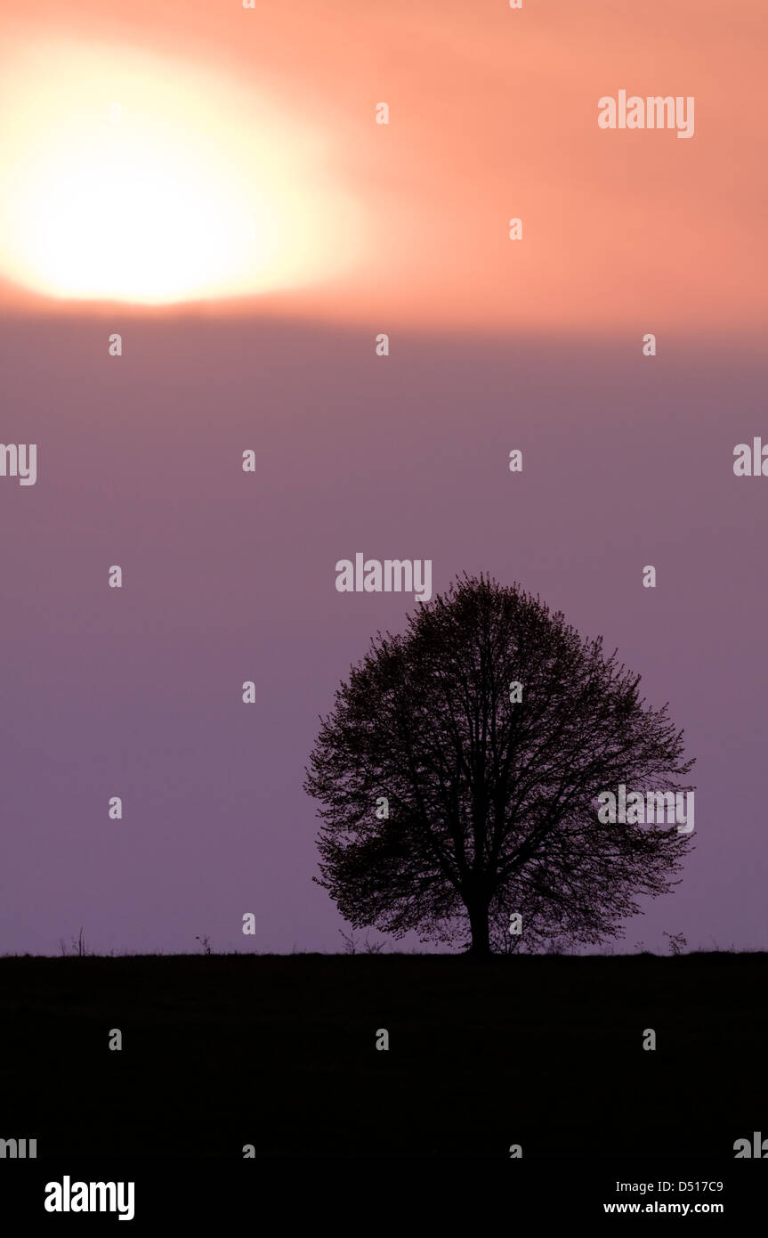 Red moon tree hi-res stock photography and images - Alamy