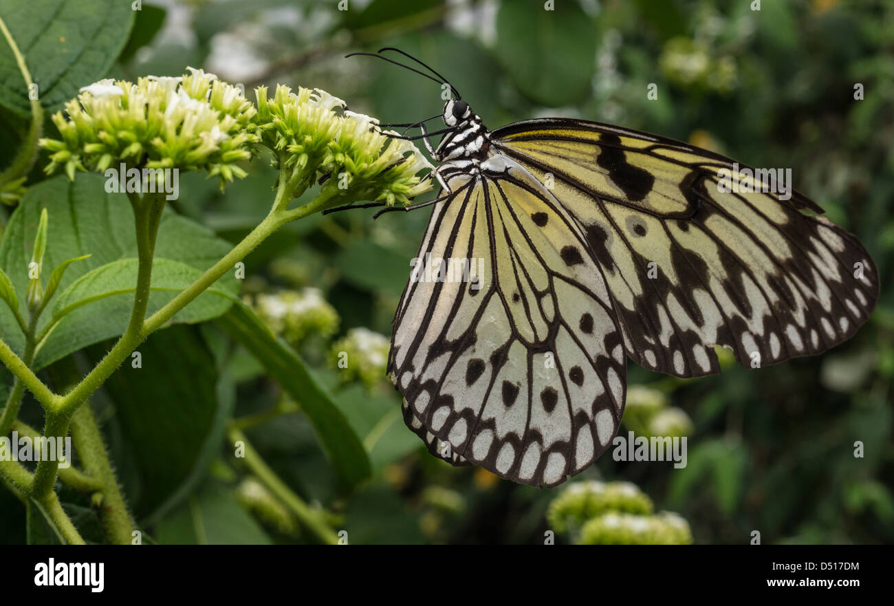 Malabar tree nymph butterfly hi-res stock photography and images - Alamy