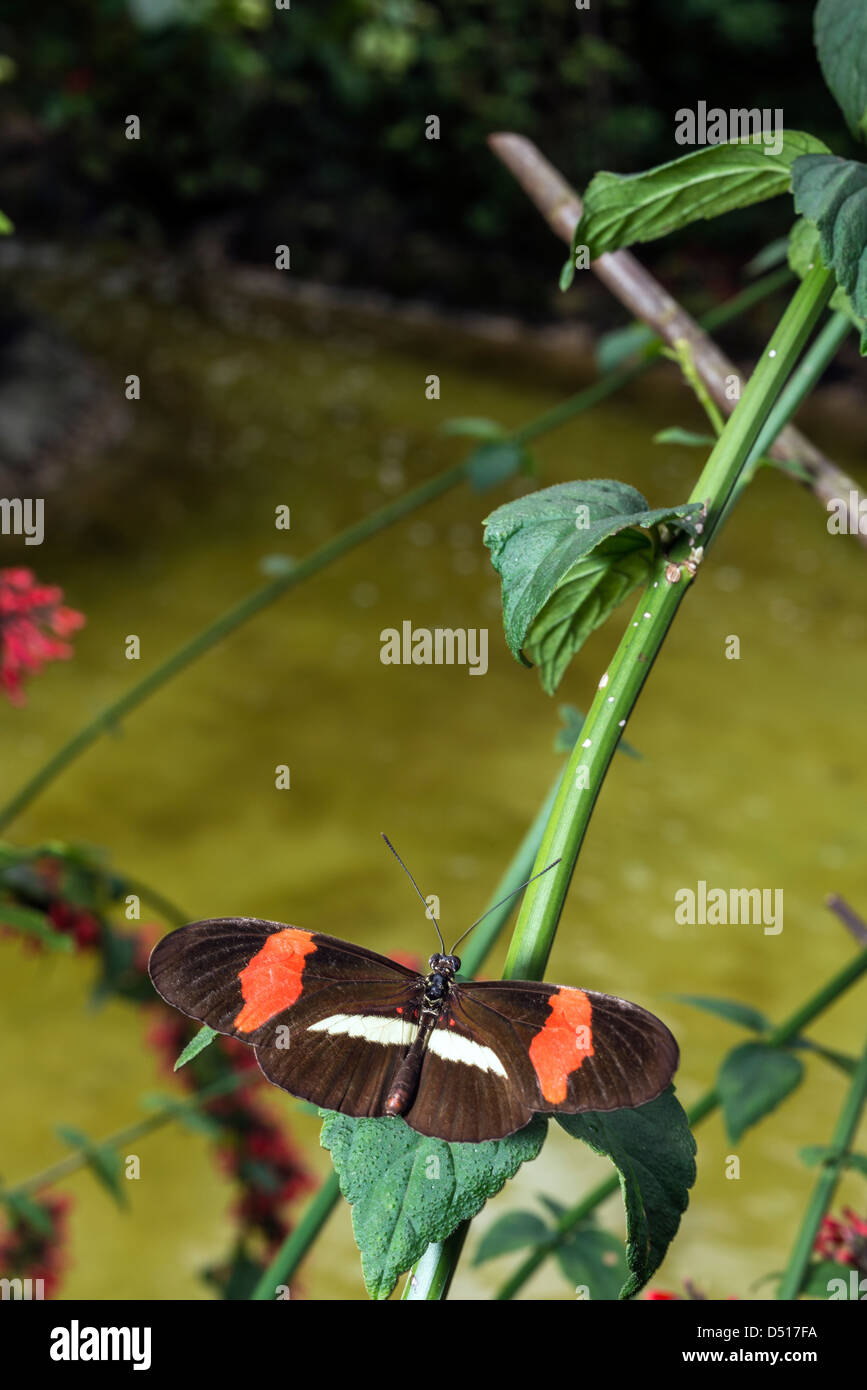 butterfly day-flying insect Lepidoptera Stock Photo - Alamy