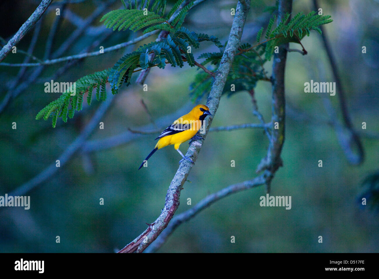 Yellow Oriole (Icterus nigrogularis). Botanic Gardens, Georgetown ...