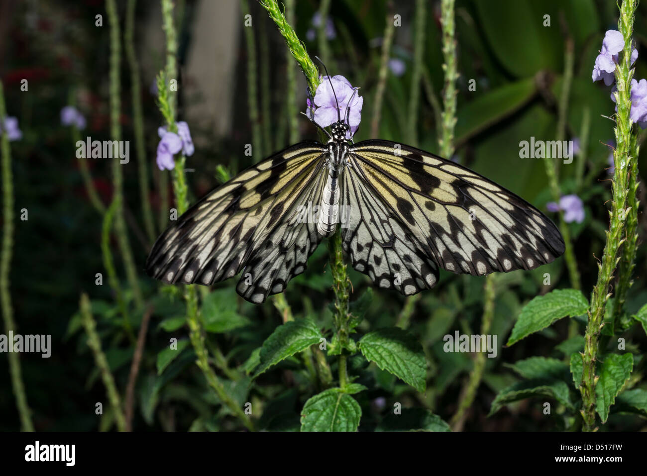 Malabar tree nymph butterfly hi-res stock photography and images - Alamy