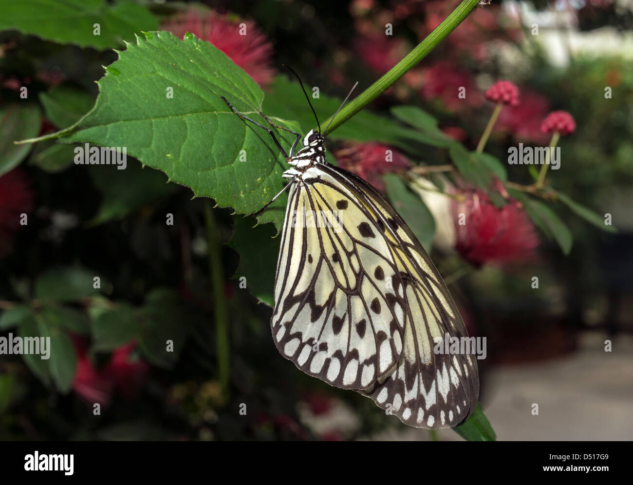 Malabar tree nymph butterfly hi-res stock photography and images - Alamy