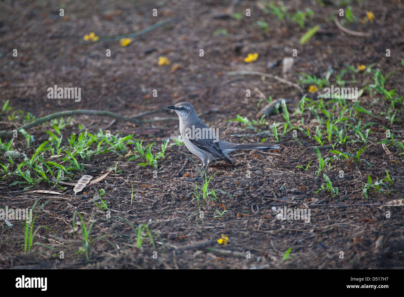 Tropical Mockingbird (Mimus gilvus). Botanic Gardens. Georgetown ...
