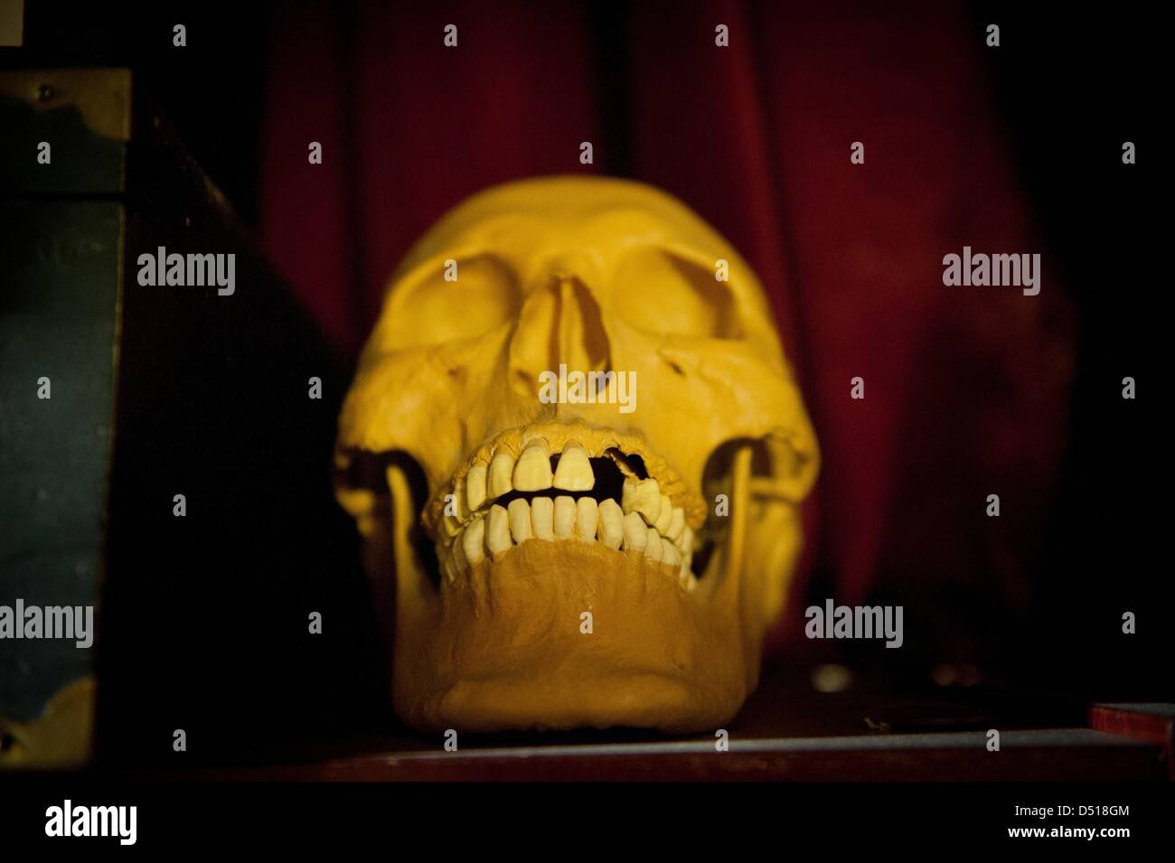 Skull on display hi-res stock photography and images - Alamy