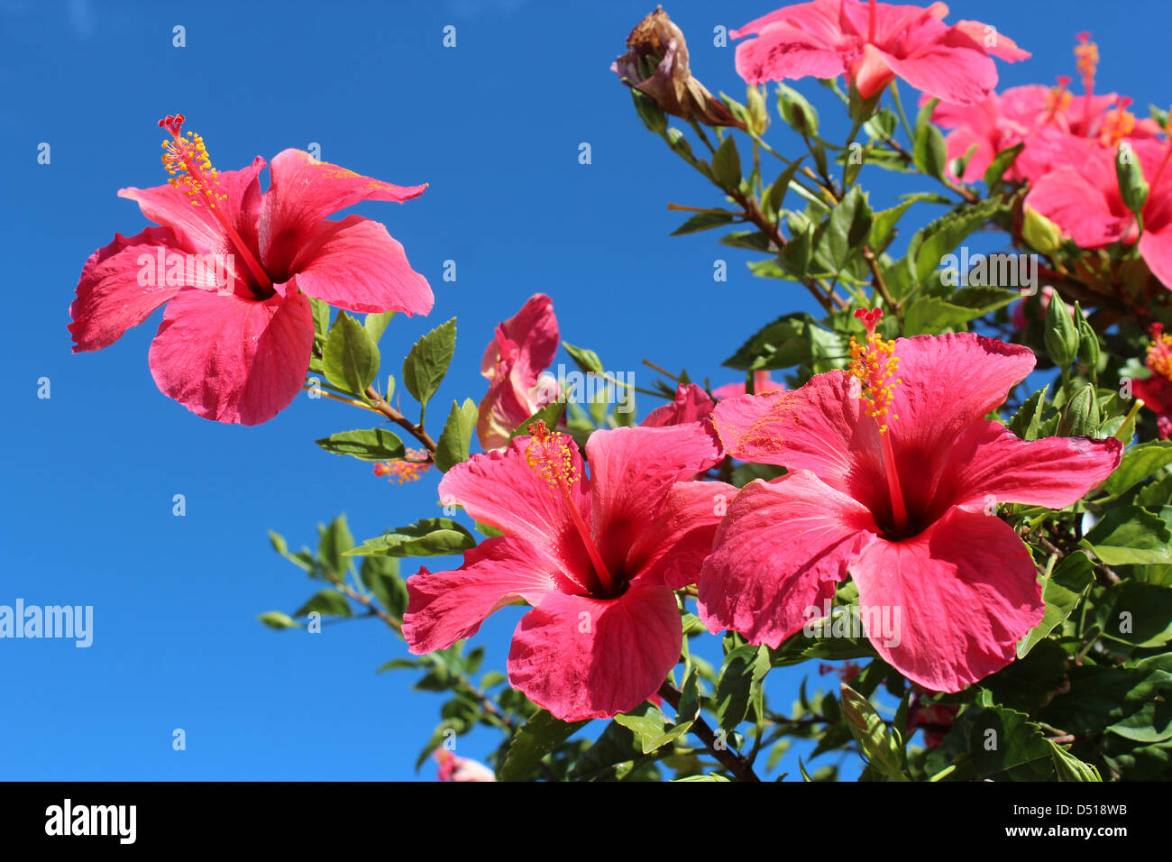 Australian hibiscus hi-res stock photography and images - Alamy