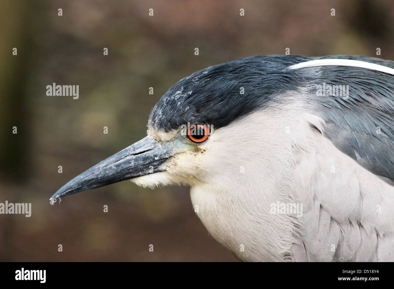Herons head hi-res stock photography and images - Alamy