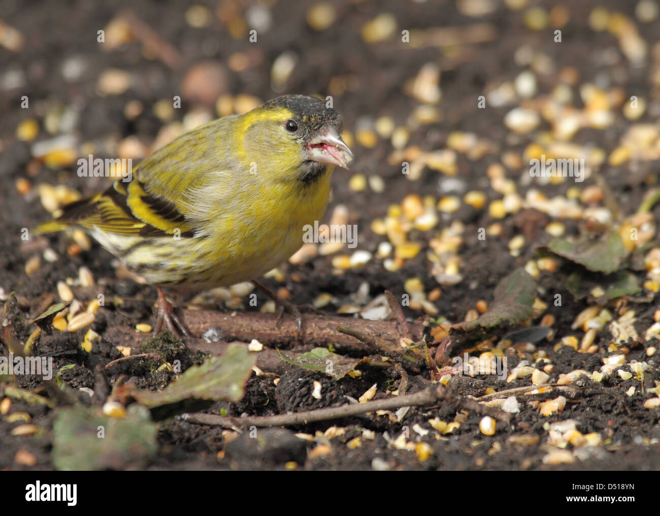 female goldfinch bird Stock Photo - Alamy