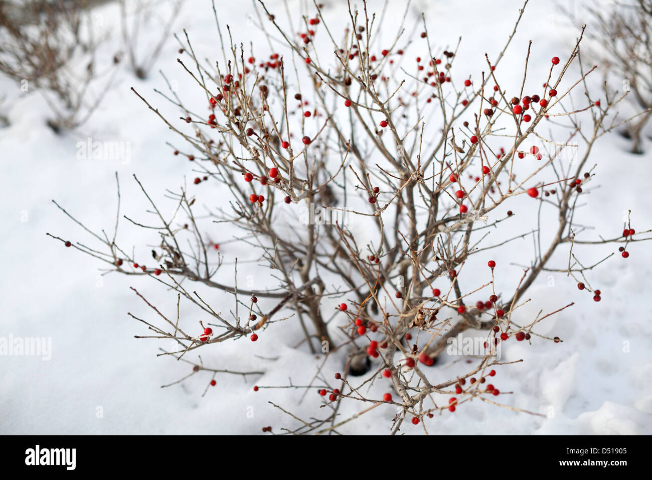 Leafless shrub with red berries surrounded by snow Stock Photo - Alamy