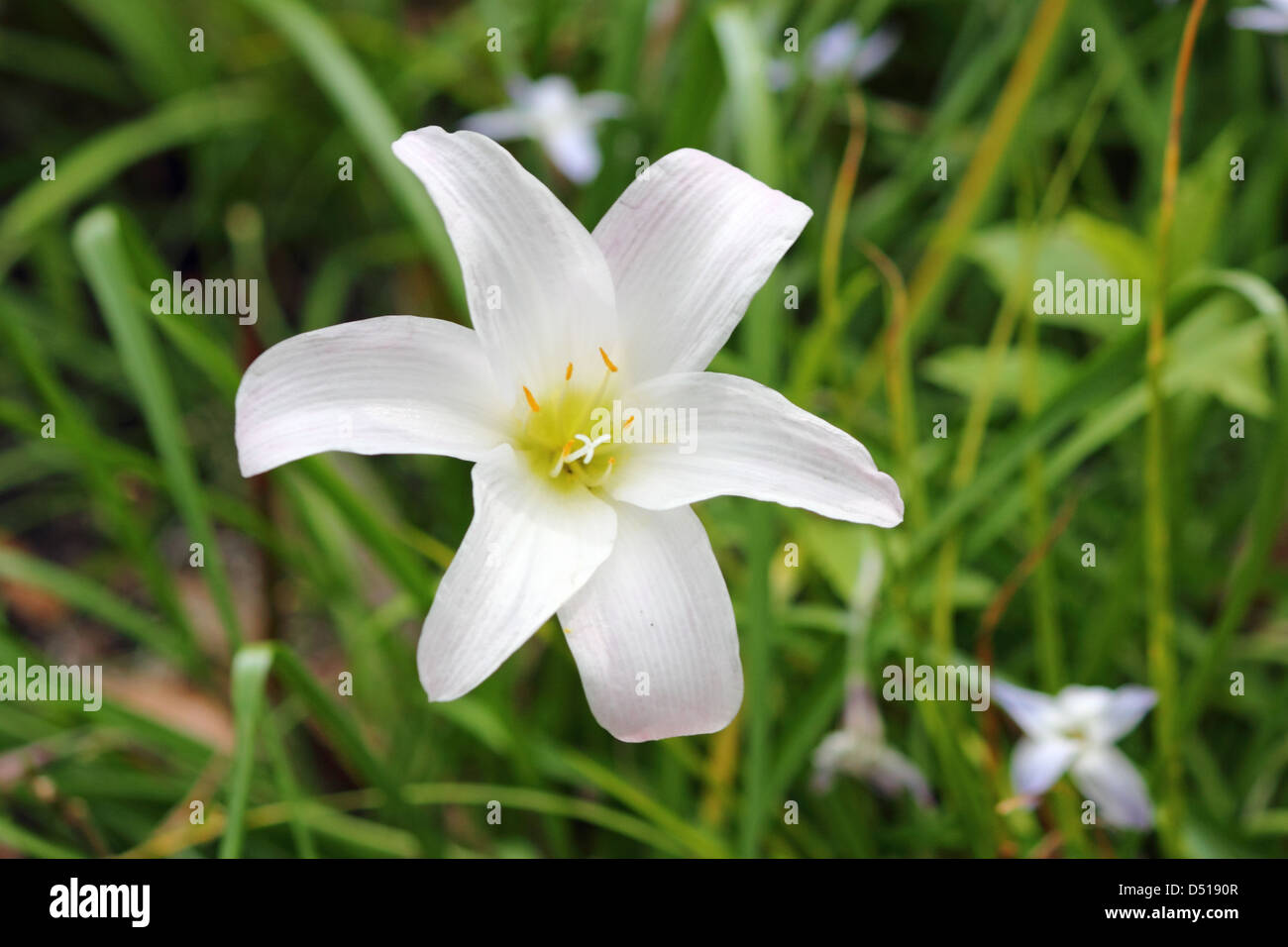 A beautiful white flower Stock Photo - Alamy
