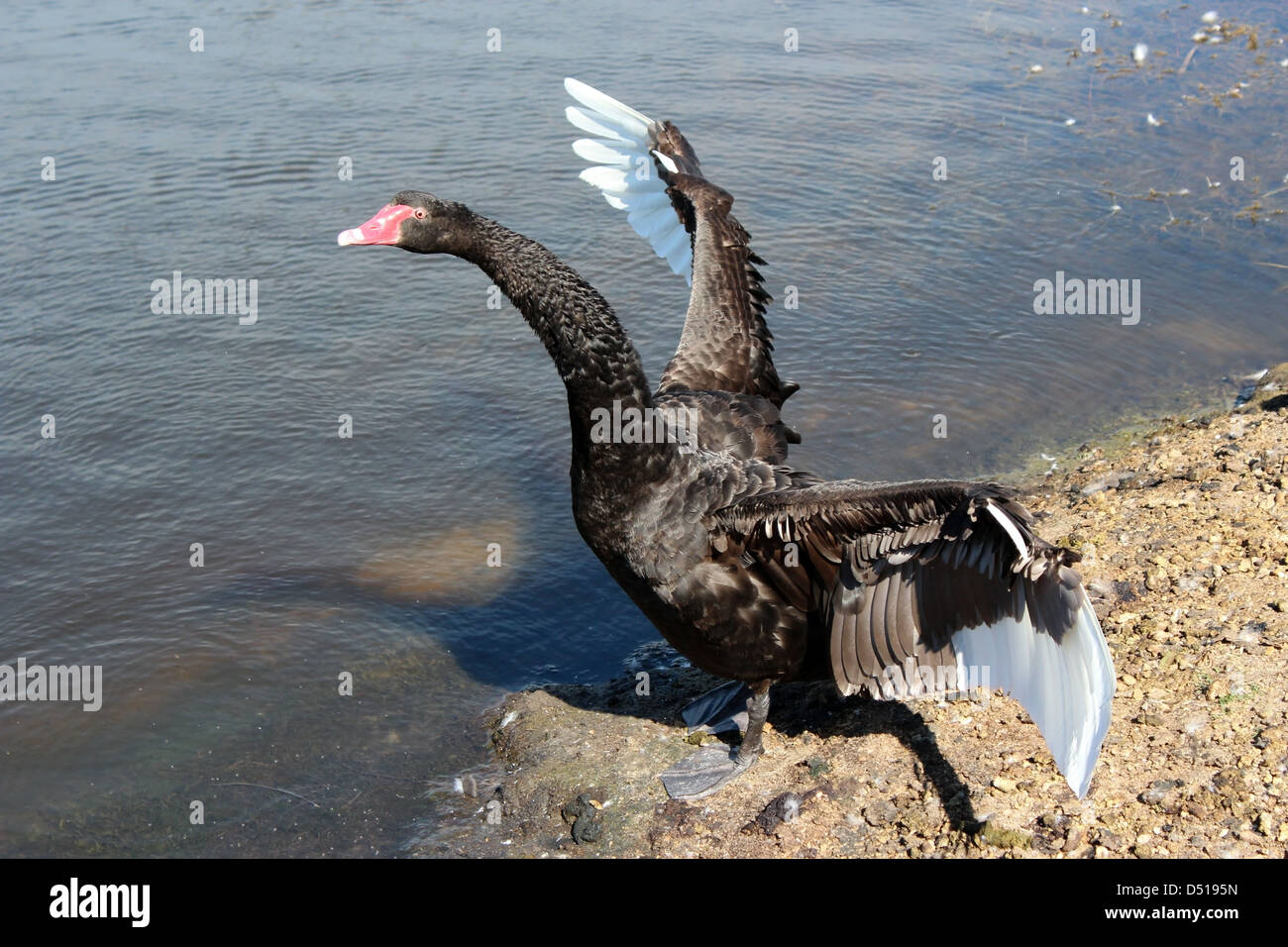 Black Swan Bird Wings