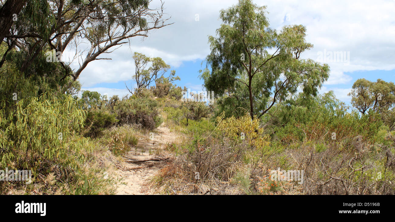 A panoramic view of the bushland in the Maidens Reserve in Bunbury ...