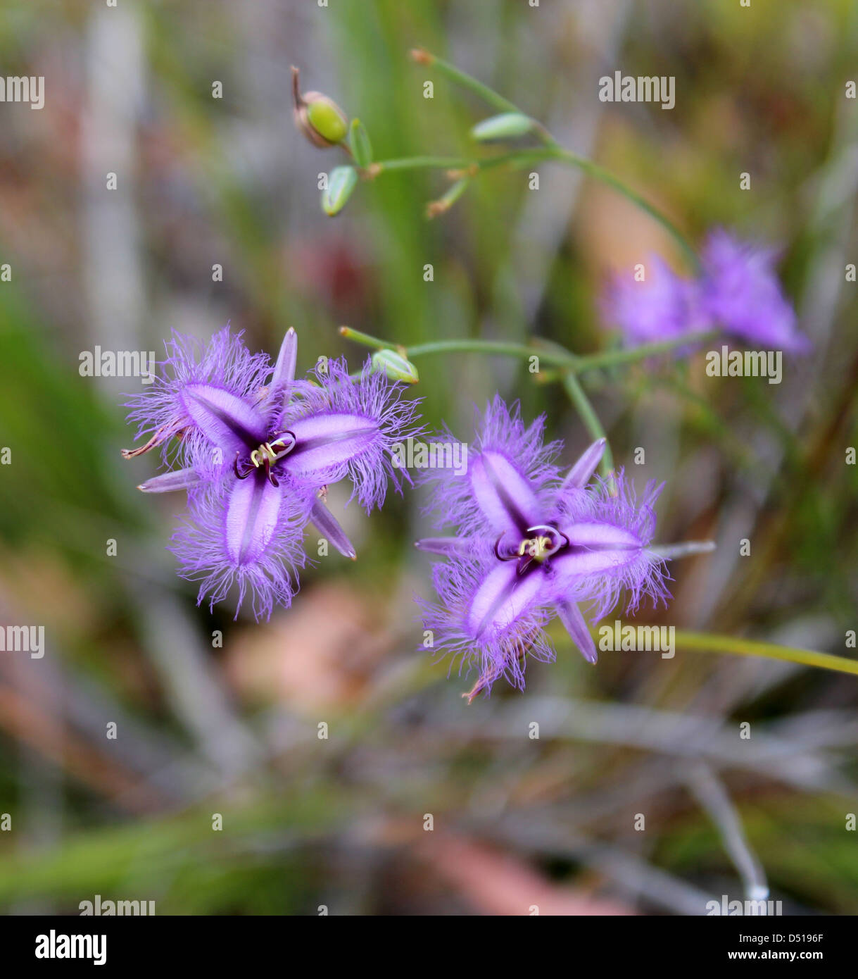 The beautiful three petalled flowers of Thysanotis species Purple ...