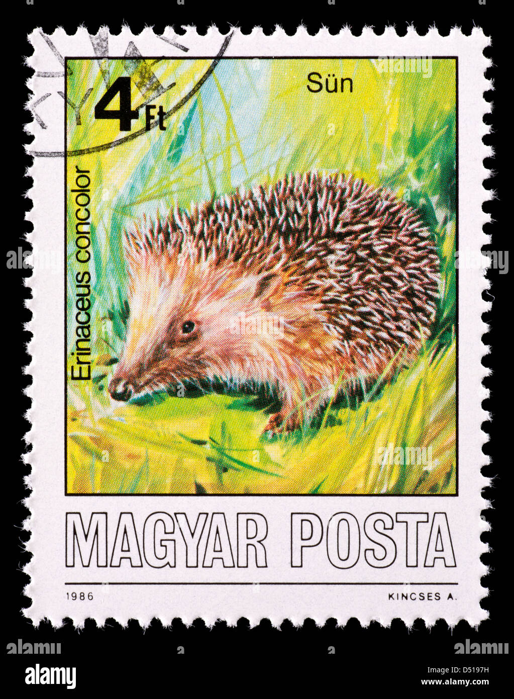 Southern White Breasted Hedgehog High Resolution Stock Photography and ...