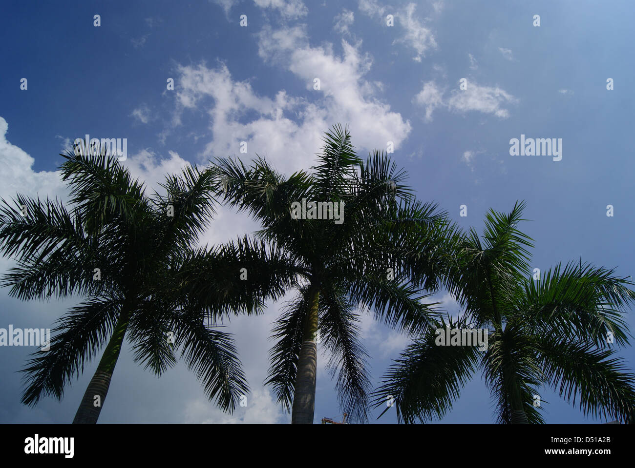 Coconut trees and the sky Stock Photo - Alamy