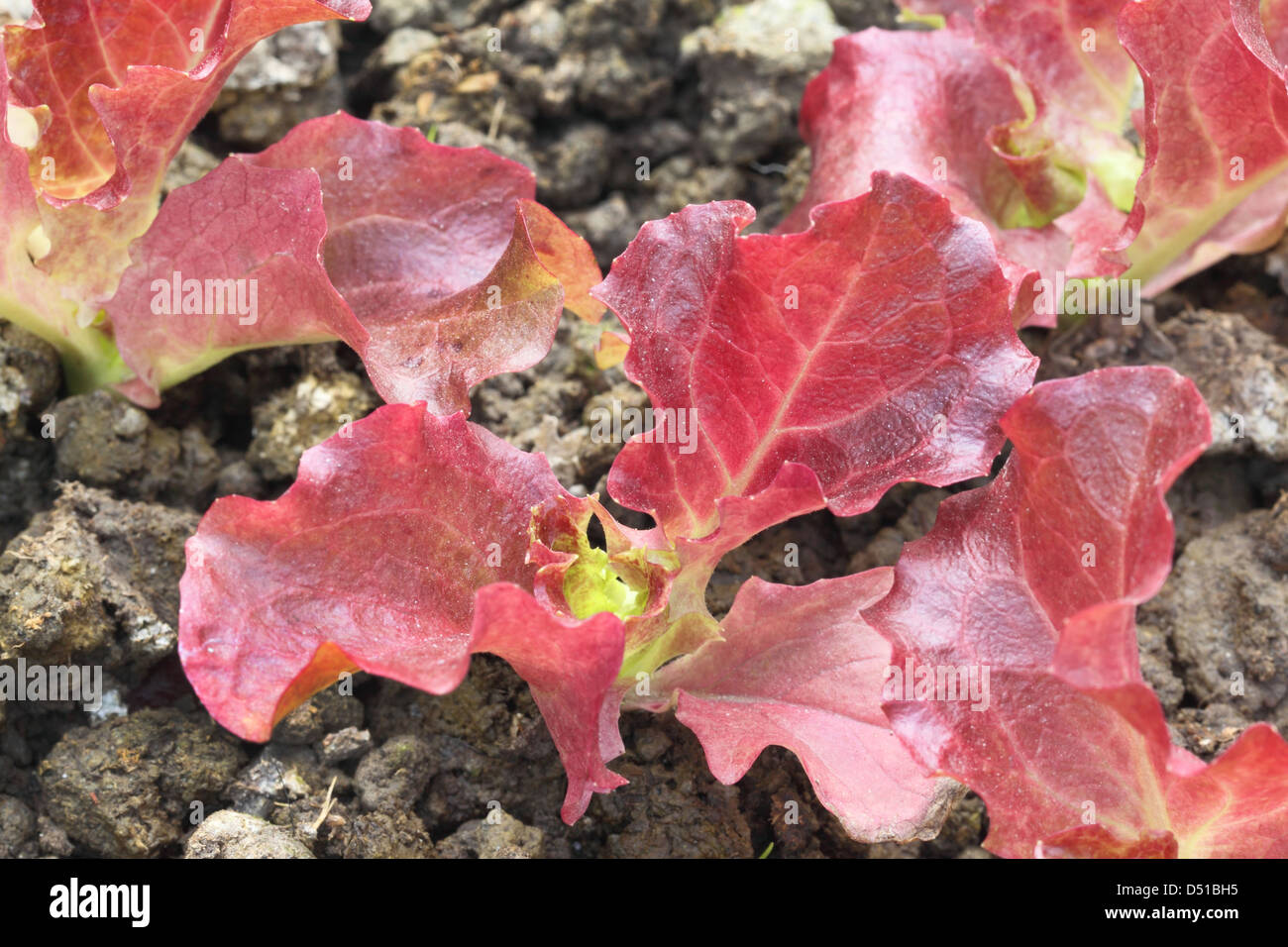 Fresh red vegetable hi-res stock photography and images - Alamy