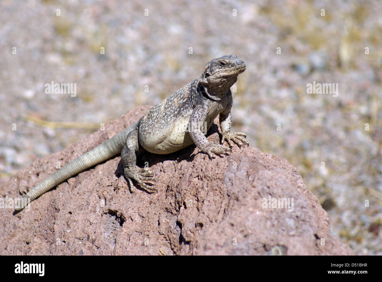 Desert Lizard sitting on a rock Stock Photo - Alamy