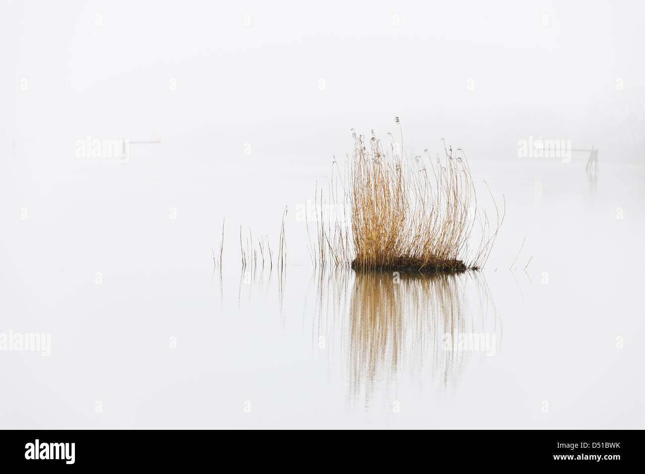 Reeds floating in water on hi-res stock photography and images - Alamy