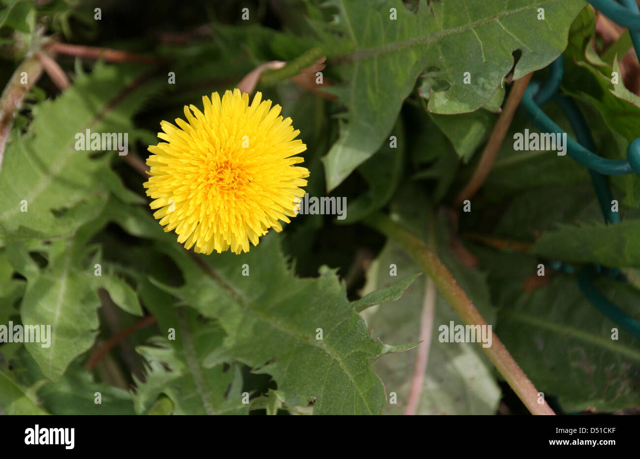 Dandelion in full bloom Stock Photo - Alamy