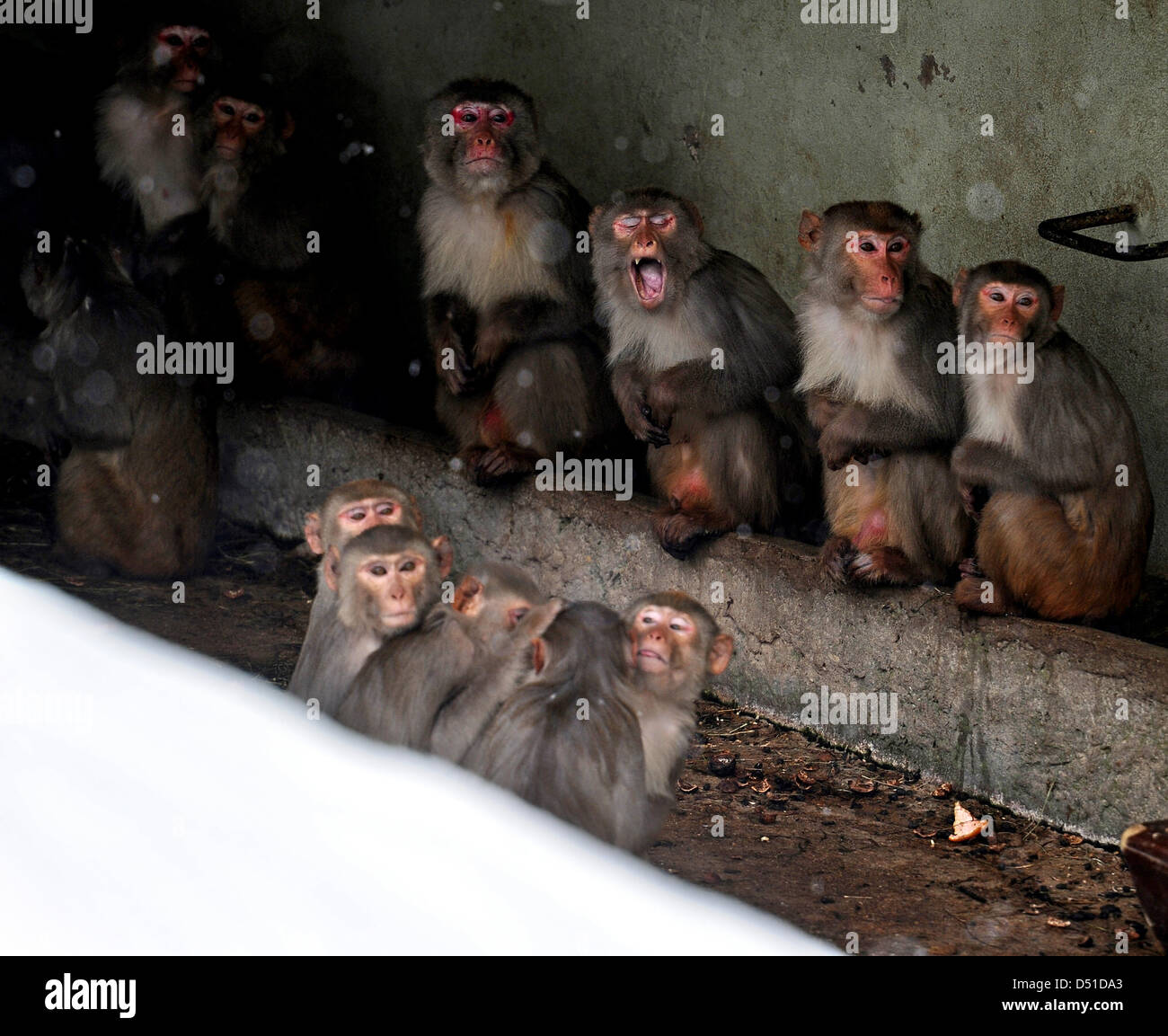 Rhesus monkeys huddle together in sub-zero temperatures at the Zoo in ...