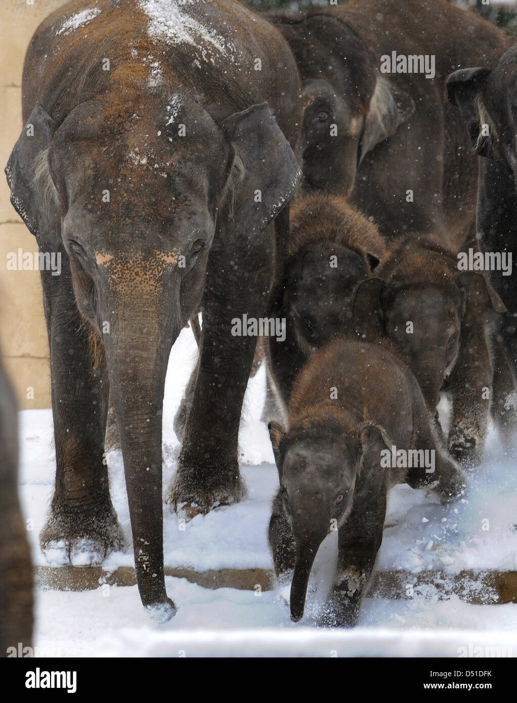 An elephant's family takes a walk in the snow at the zoo in Hanover ...