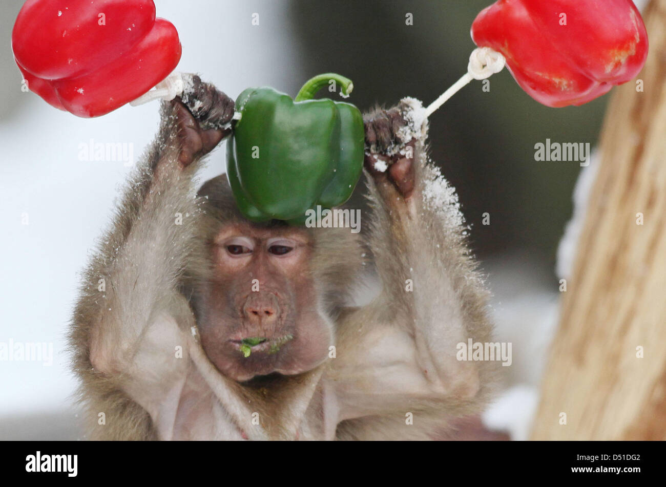A sacred baboon eats red and green peppers from a garland at the ...