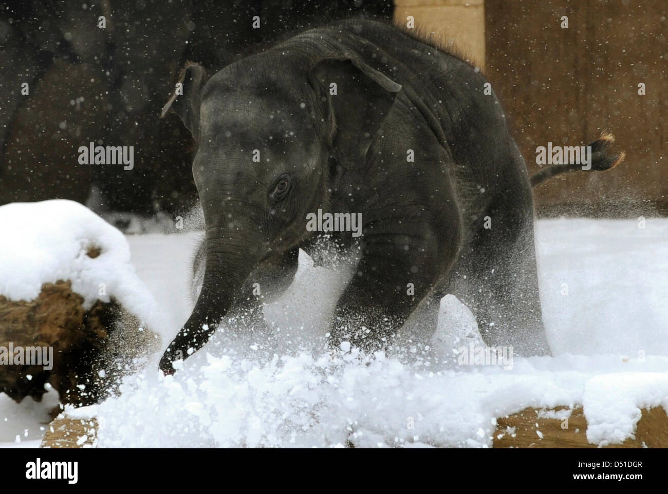 A baby elephant takes a walk in the snow and finds it hard to walk on ...