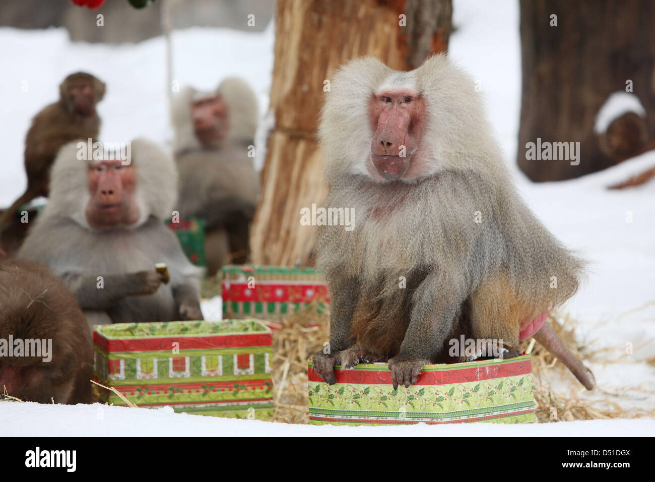Sacred baboons unpack their presents at the Hagenbeck Zoo in Hamburg ...