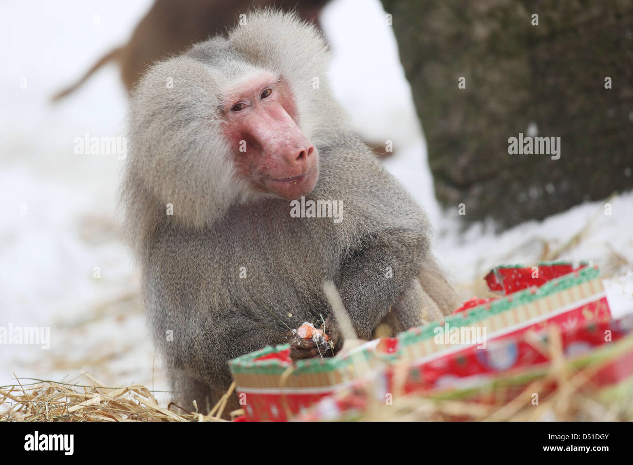 Sacred baboons unpack their presents at the Hagenbeck Zoo in Hamburg ...
